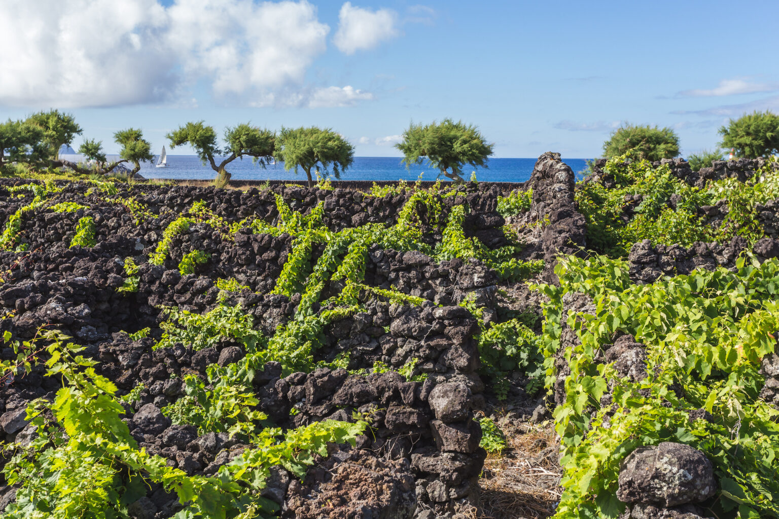 Discover The Azores | Events And Wines | Gorgeous Azores